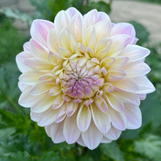 All – Page 5 – Black Penny Farms