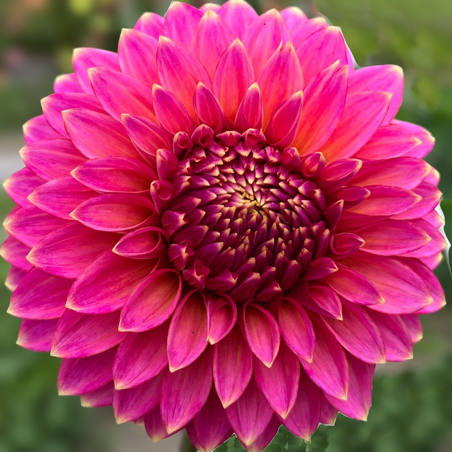 Bloomquist Mojo – Black Penny Farms